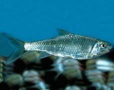 淡水鱼的种类大全图片及介绍 - 看图识鱼,鱼类百科大全,常钓鱼种类